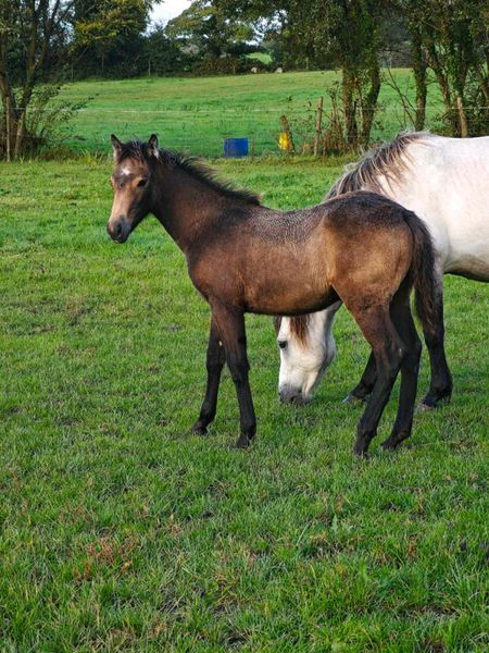 ford-transit-ex-minibus Ponies Ads For Sale in Ireland | DoneDeal