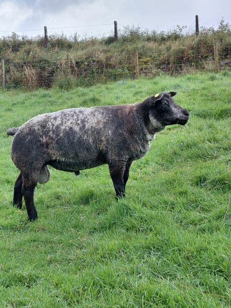 terex-t200-farm-handler Sheep Ads For Sale in Ireland | DoneDeal