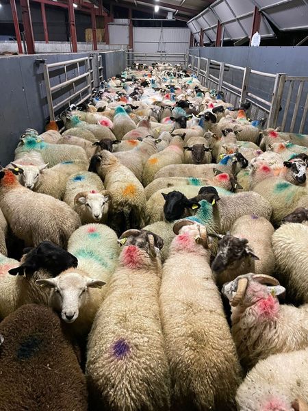 doe | 3 Sheep Ads For Sale in Ireland | DoneDeal