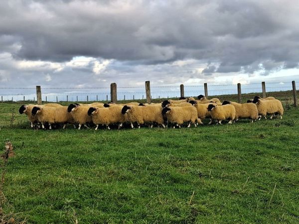 Sheep Ads For Sale in Ulster | DoneDeal