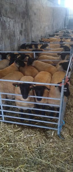 ulster | 8,061 Farming Ads For Sale in Ireland | DoneDeal