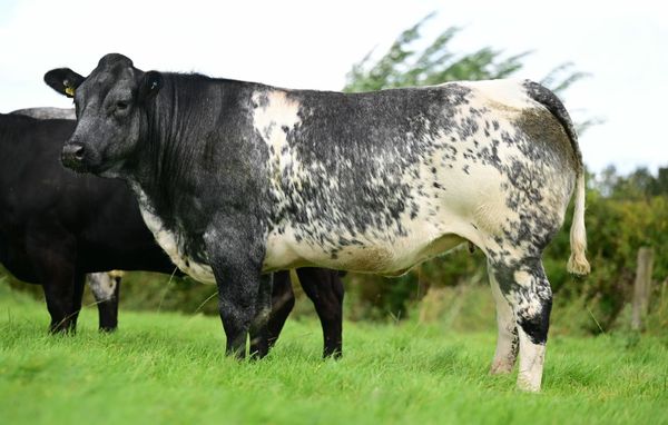 lexus gs for sale uk | 4 Beef Cattle Ads For Sale in Ireland | DoneDeal