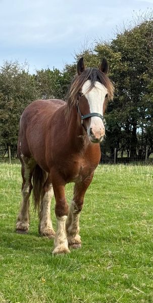 cobs | 90 Horses Ads For Sale in Ireland | DoneDeal