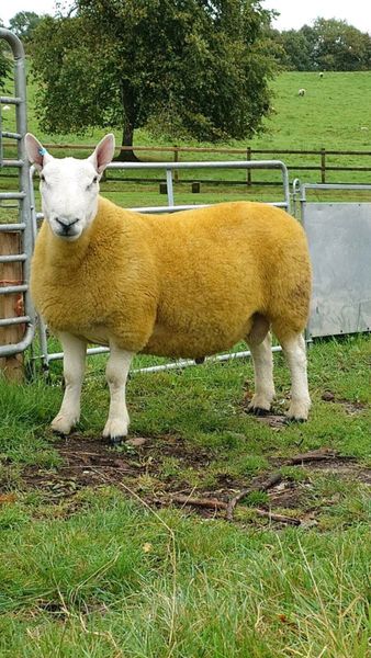 from ireland | 32 Sheep Ads For Sale in Ireland | DoneDeal