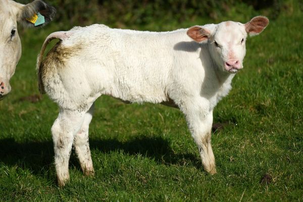 cows for sale | 202 Beef Cattle Ads For Sale in Ireland | DoneDeal