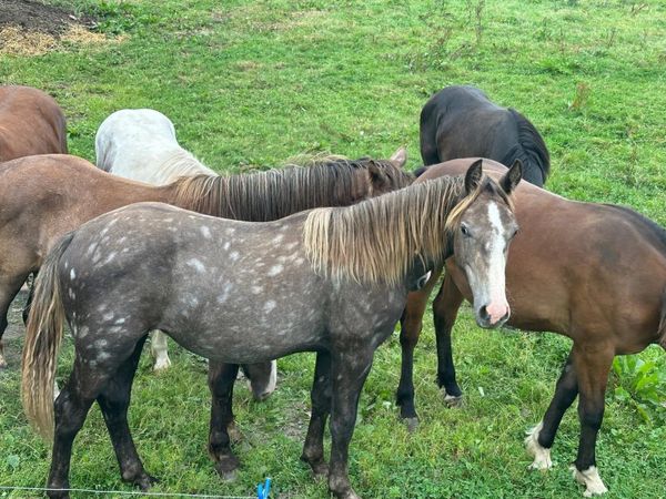 Photo | 67 Horses Ads For Sale in Ireland | DoneDeal