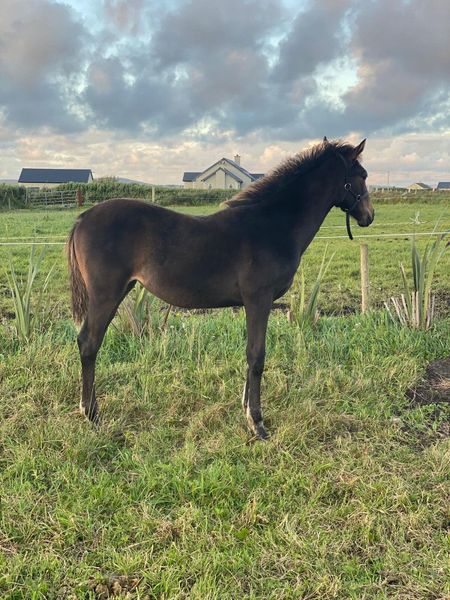 v | 6 Horses Ads For Sale in Ireland | DoneDeal