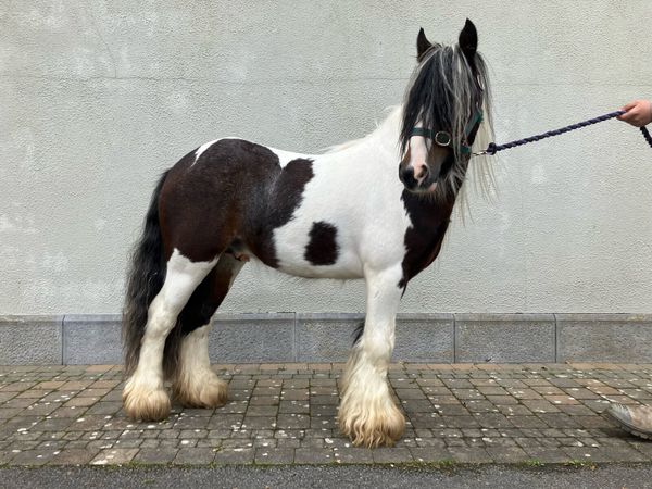 cob ponies | 10 Cobs Ads For Sale in Ireland | DoneDeal