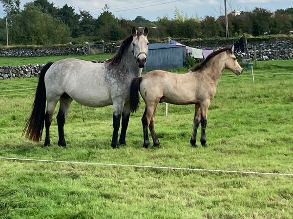 premium a class for sale | 114 Ponies Ads For Sale in Ireland | DoneDeal