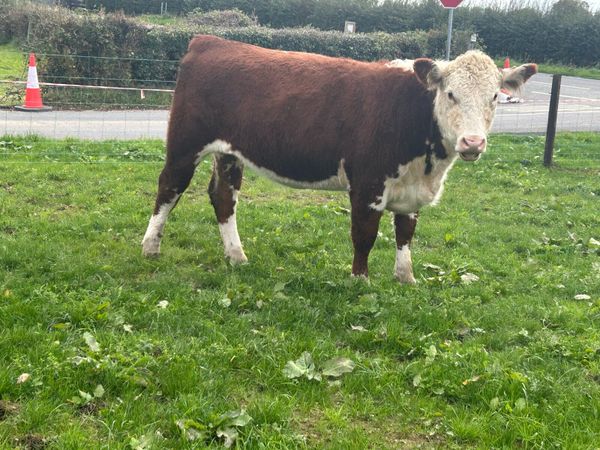 free to sell things | 4 Beef Cattle Ads For Sale in Ireland | DoneDeal