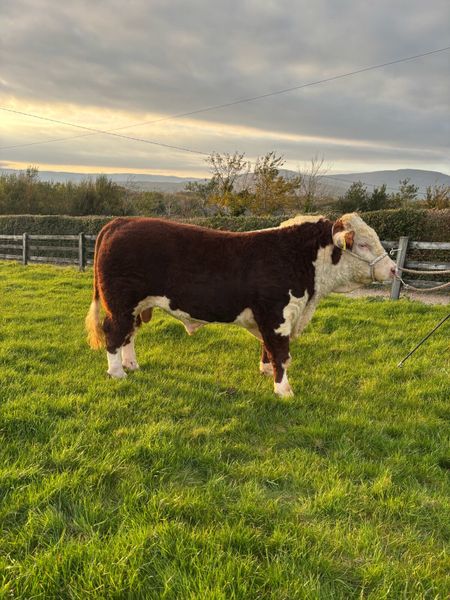 charlie bull | 1 All Sections Ad For Sale in Ireland | DoneDeal