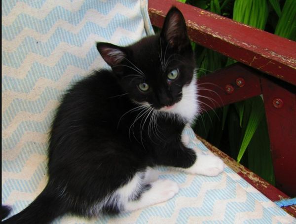 houses for sale ballina | 19 Animals Ads For Sale in Ireland | DoneDeal