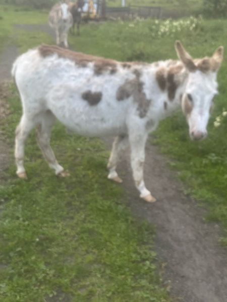 20ft-steel-shipping-container Donkeys Ads For Sale in Ireland | DoneDeal