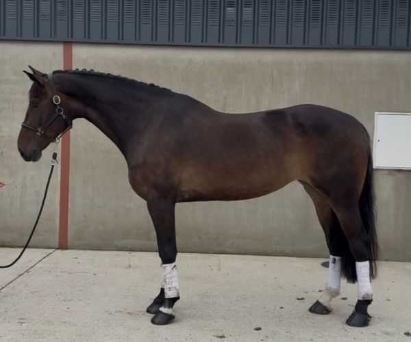 joules chair | 1 All Sections Ad For Sale in Ireland | DoneDeal