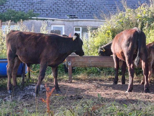 dosing | 316 Beef Cattle Ads For Sale in Ireland | DoneDeal