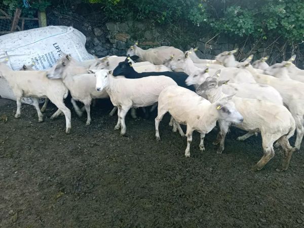 massey-ferguson-80-front-end-loader Sheep Ads For Sale in Ireland ...