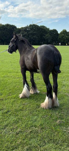 vehicles for sale around me | 2 Cobs Ads For Sale in Ireland | DoneDeal