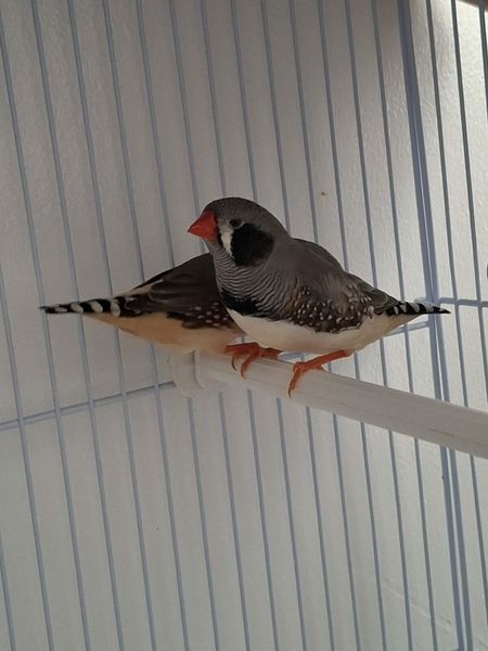 derry | 3 Birds Ads For Sale in Ireland | DoneDeal