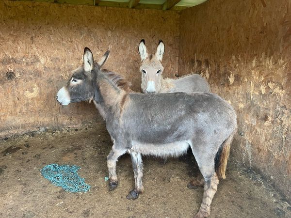 welcome-cast-iron-sign Donkeys Ads For Sale in Ireland | DoneDeal