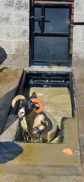 sheep dipping tank | 10 All Sections Ads For Sale in Ireland | DoneDeal