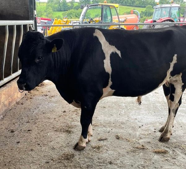 fr bull | 28 All Sections Ads For Sale in Ireland | DoneDeal