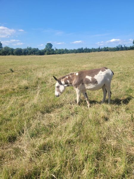 a | 11 Donkeys Ads For Sale in Ireland | DoneDeal