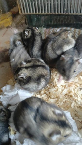 dwarf | 27 All Sections Ads For Sale in Ireland | DoneDeal