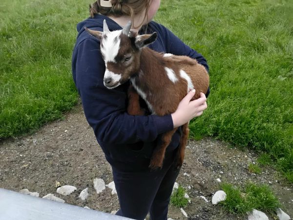 goats | 26 Livestock Ads For Sale in Connacht | DoneDeal