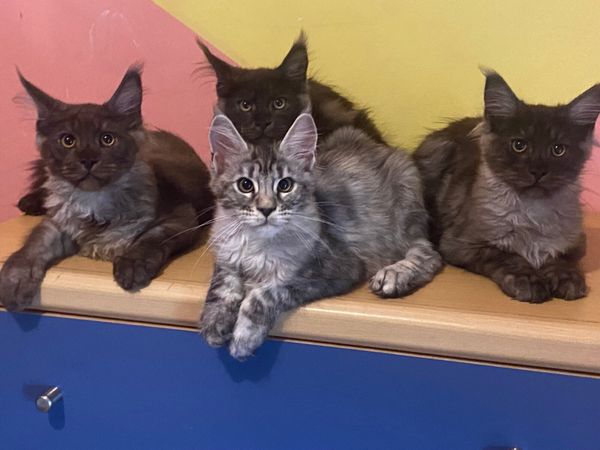 - Main | 43 Cats Ads For Sale in Ireland | DoneDeal