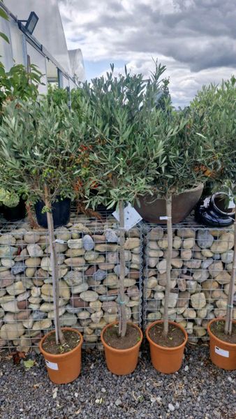 olive trees | 8 All Sections Ads For Sale in Ireland | DoneDeal