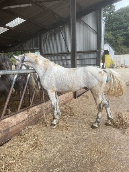 C1 | 7 Horses Ads For Sale in Ireland | DoneDeal