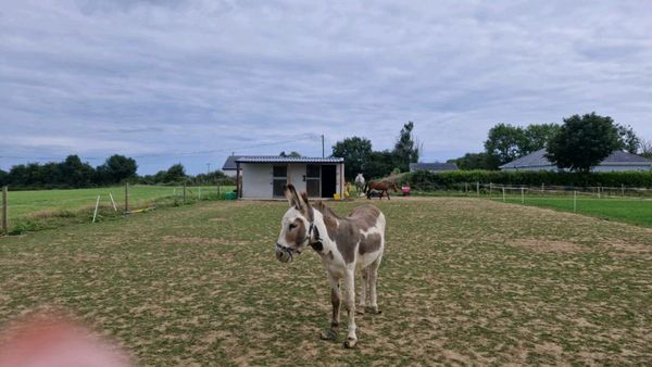 isuzu-d-max-wheels Donkeys Ads For Sale in Ireland | DoneDeal