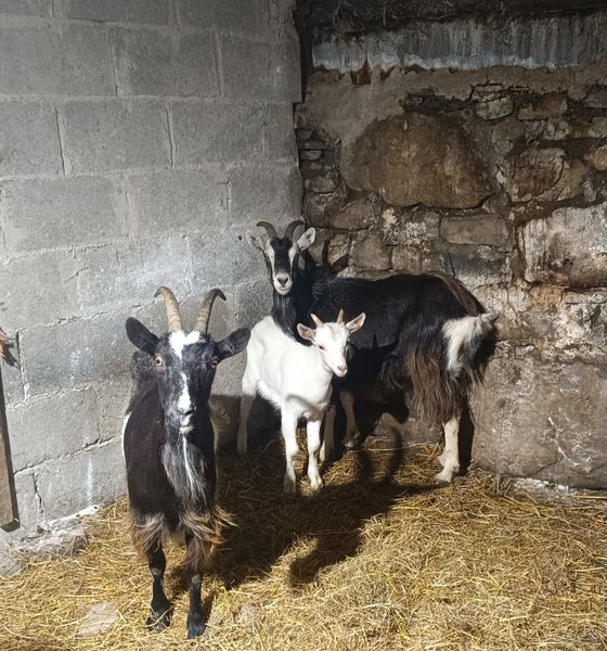 irish goat | 10 All Sections Ads For Sale in Ireland | DoneDeal