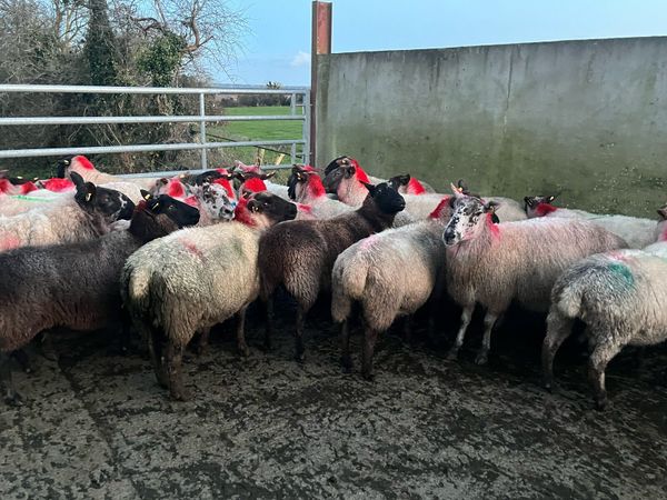 run | 32 Sheep Ads For Sale in Ireland | DoneDeal