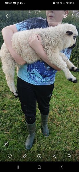 christmas startes for young adults | 5 Sheep Ads For Sale in Ireland ...