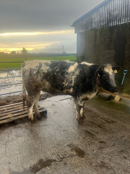 bb calf | 13 All Sections Ads For Sale in Ireland | DoneDeal