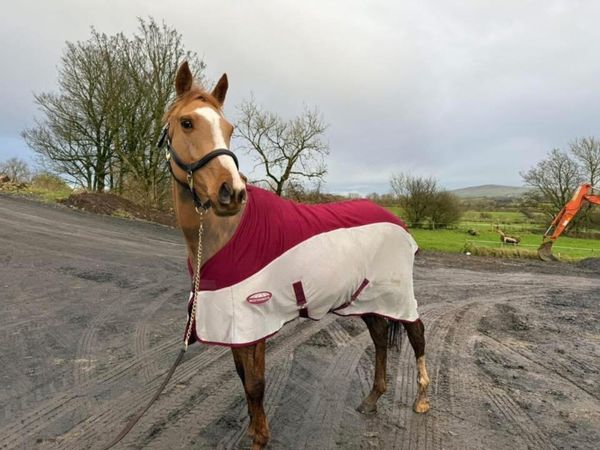 ireland and company | 4 Horses Ads For Sale in Ireland | DoneDeal