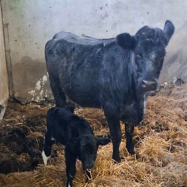 cow milk for calves | 10 Sheep Ads For Sale in Ireland | DoneDeal