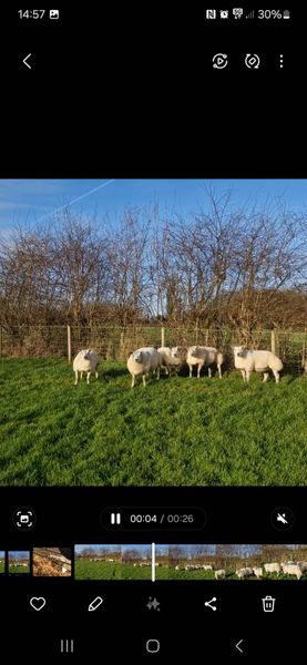 Ballymena Livestock Sales fixtures | 1 Sheep Ad For Sale in Ireland ...