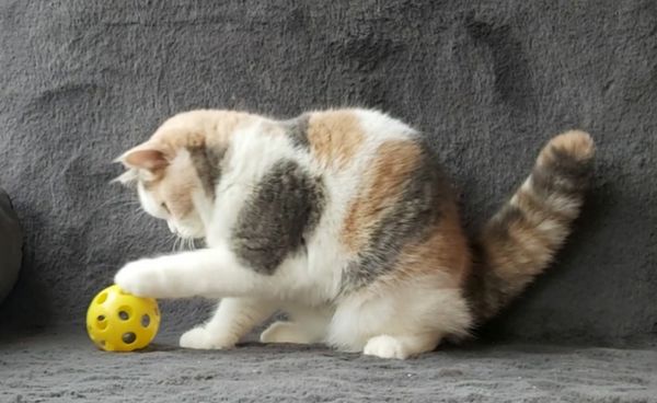 northern ireland | 2 Cats Ads For Sale in Ireland | DoneDeal