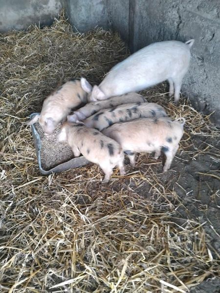 SALES | 17 Pigs Ads For Sale in Ireland | DoneDeal
