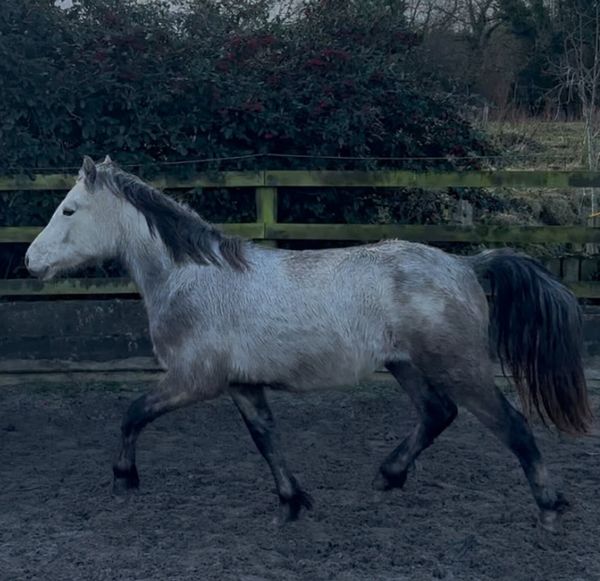 all buildings in clash royale | 15 Equine Ads For Sale in Ireland ...