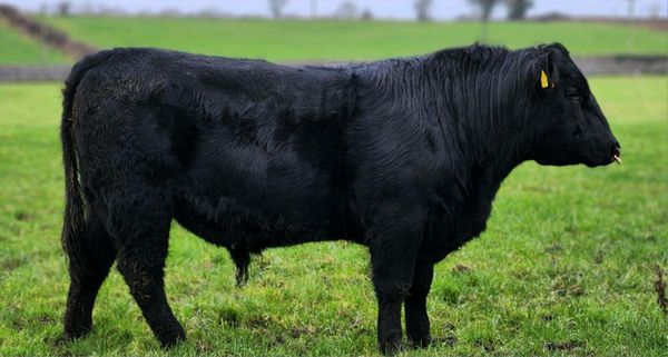 ncap rating of my car | 1 Beef Cattle Ad For Sale in Ireland | DoneDeal