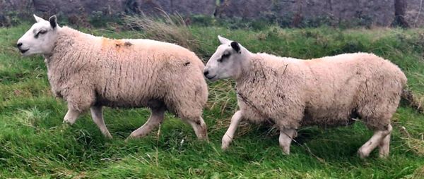 Sheep Ads For Sale in Mayo | DoneDeal