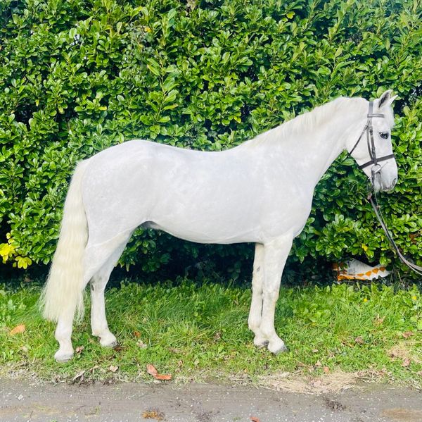 i | 47 Ponies Ads For Sale in Ireland | DoneDeal