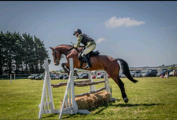 keep in an eye | 2 Ponies Ads For Sale in Ireland | DoneDeal