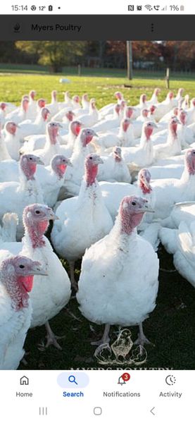 double oven carcass b | 1 Farming Ad For Sale in Ireland | DoneDeal