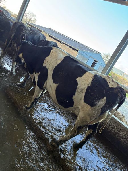 potato-chipper Dairy Cattle Ads For Sale in Ireland | DoneDeal