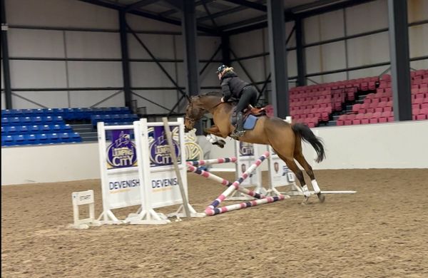 the girl who | 3 Horses Ads For Sale in Ireland | DoneDeal