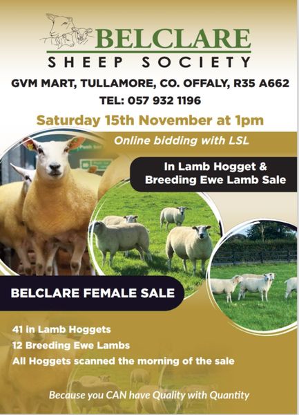 Sale on tesco in abbeyfeale | 260 Livestock Ads For Sale in Ireland ...